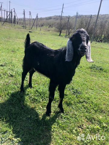 Козы нубийские