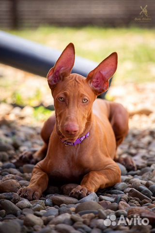 Фараонова собака