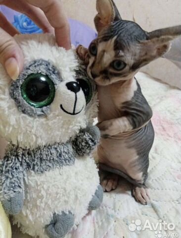 Канадский сфинкс котенок девочка