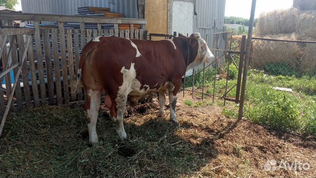 Быки на племя