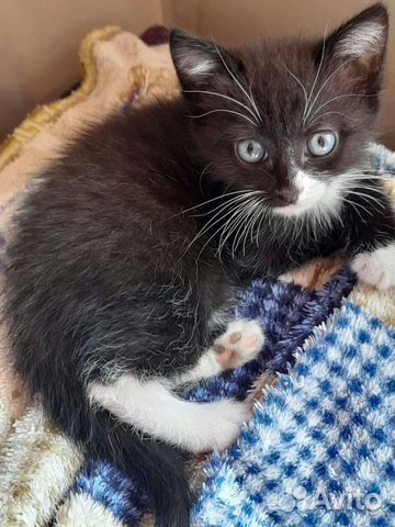 Славный котёнок Буссель