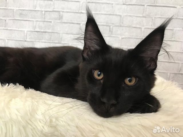 Котик Бумер из питомника с документами