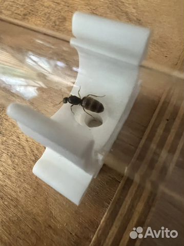 Матки Lasius flavus