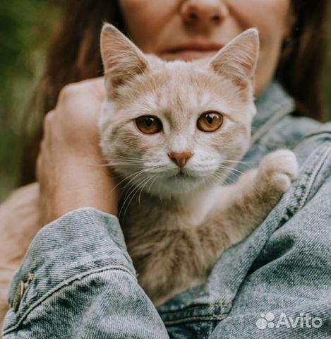Кошка