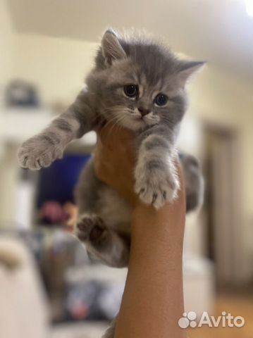Британские котята