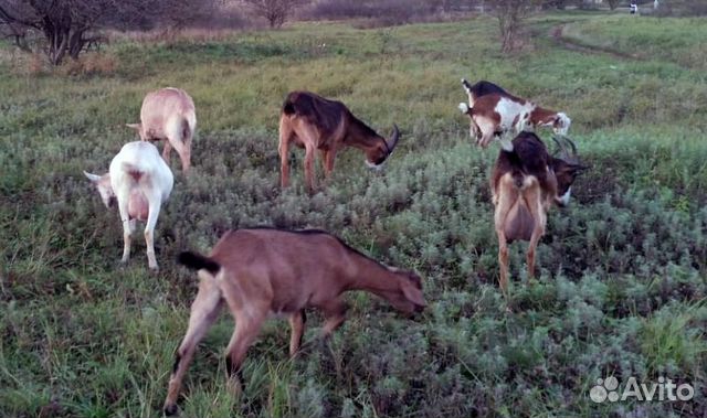 Козы дойные