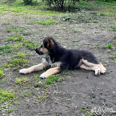 Отдам бесплатно собаку