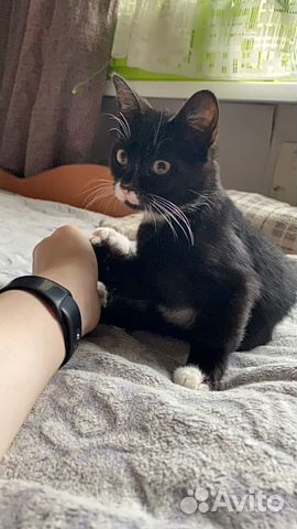 Черный котенок