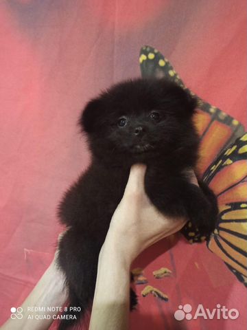 Померанский шпиц