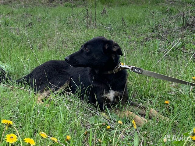 Собака в добрые руки