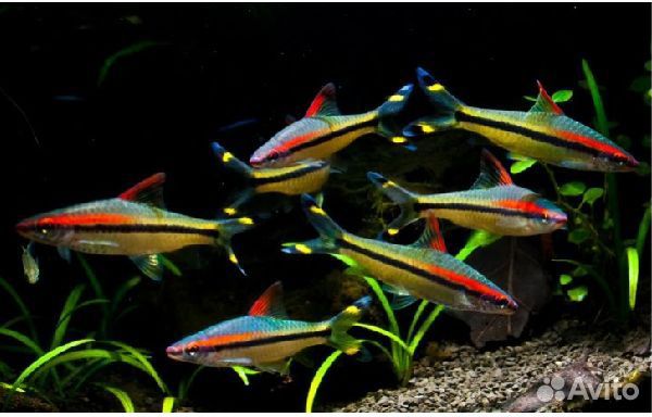 Барбус Денисони