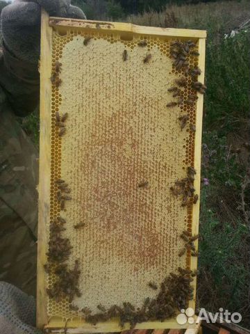 Рамка меда в сотах