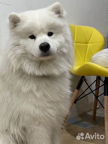 Самоед на случку