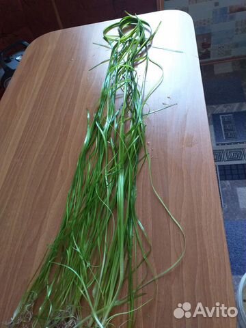 Аквариумные растения