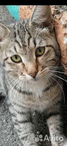 Кот