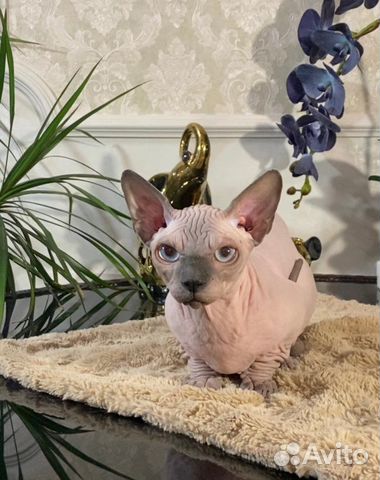 Голубоглазый мальчик бамбино