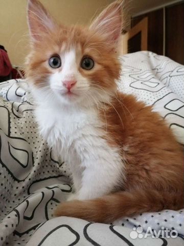 В дар рыжего котенка