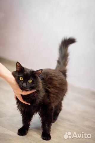 Котик в добрые руки