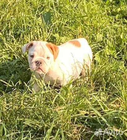 Маленькая "Булочка" англичанка