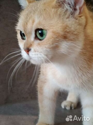 Британская кошка