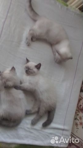 Продам котят, породистые лапуси (документов нету)