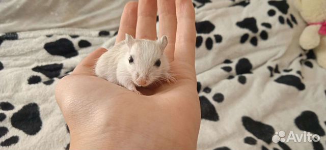 Мыши, песчанки монгольские.грызуны.торг