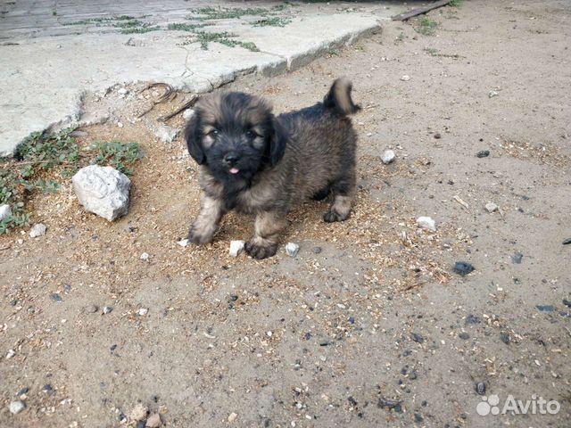 Щенки в добрые руки