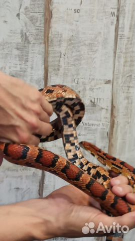 Полоз маисовый Окити