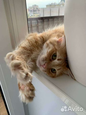 Кошка