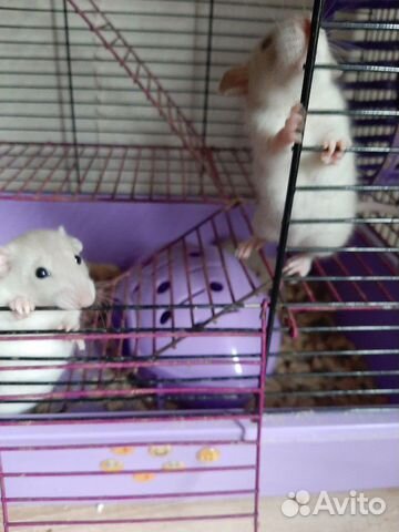 Крыса Дамбо