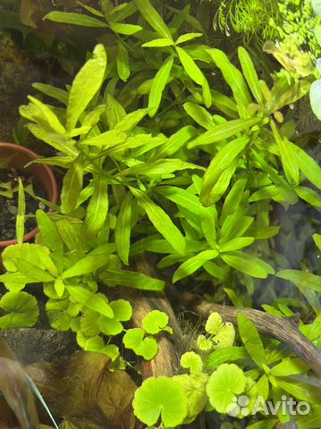 Аквариумное растение