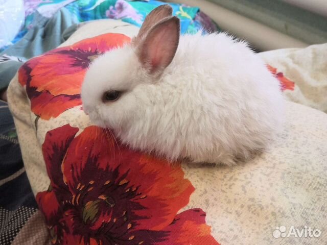 Крольчата Львиноголовки