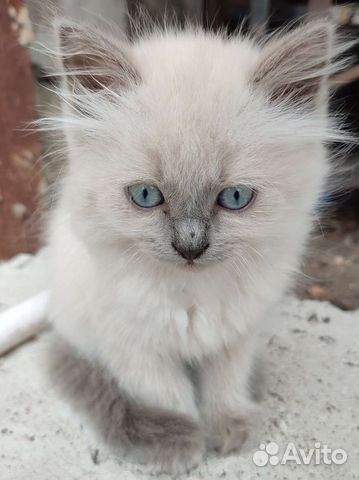 Кошка - булочка
