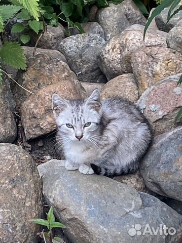 Отдам в добрые руки котят бездомных
