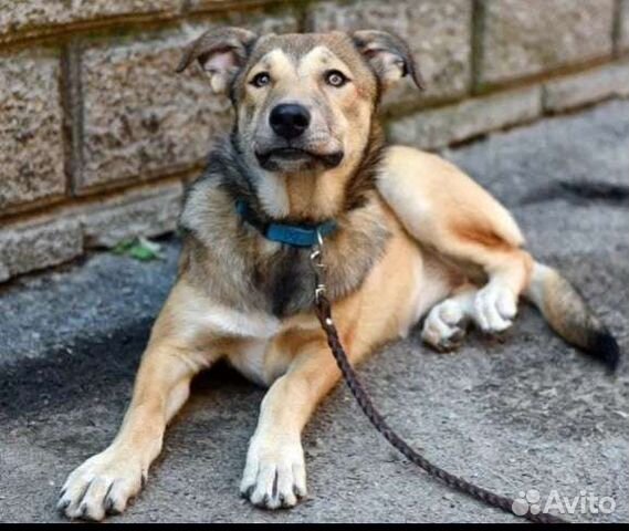 Собака в добрые руки