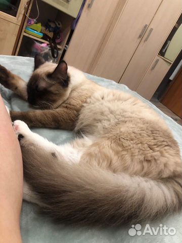 Потерялся кот сиамский