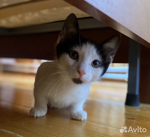 Котёнок в добрые руки