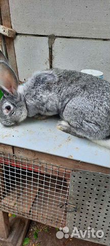 Кролики советская шиншилла
