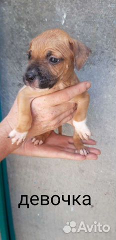 Стаффордширский терьер