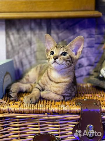 Абиссинец неклассического окраса