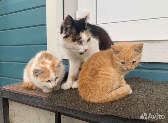 Рыжий котенок мальчик
