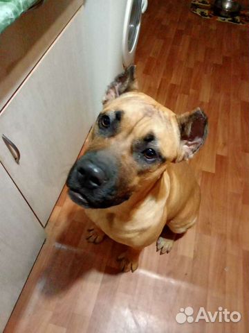 Канарский дог 8 месяцев