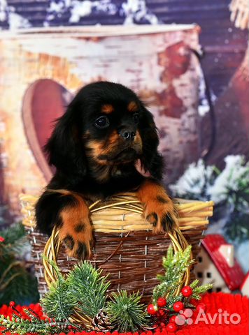 Хантер кавалер кинг чарльз спариель