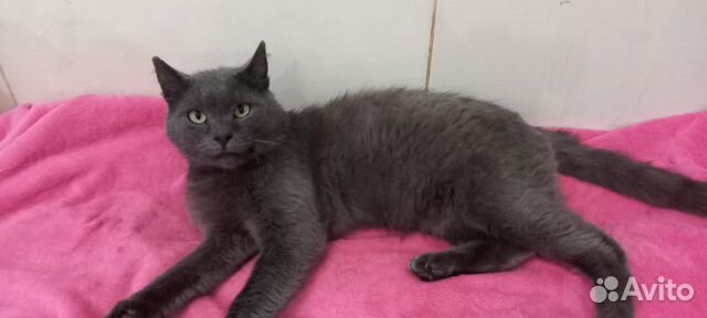 Котик в добрые руки