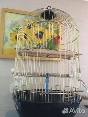 Попугай неразлучник(мальчик)