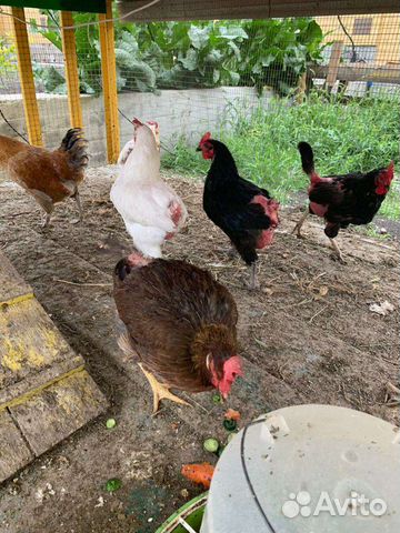 Куры несушки доминант