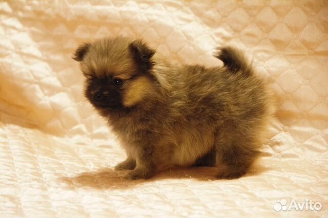 Прекрасные малыши померанцы