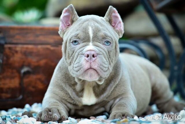 Американский булли лиловый