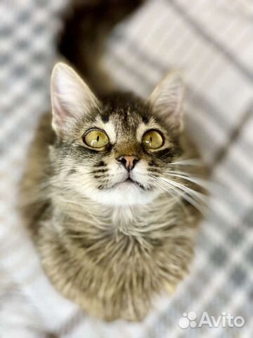 Кошечка Маковка сочетание энергии и нежности