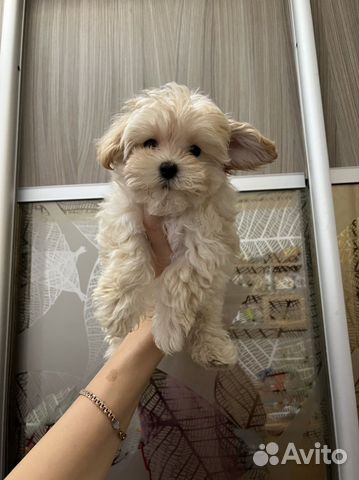 Мальтипу Ф1 микро мальчики экстра Baby face